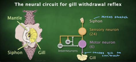 Pre Lab Quiz 7 Flashcards Quizlet