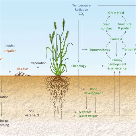 Crop Model Schematic Showing The Key Processes Involved In Crop Growth