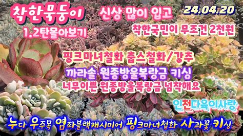 다육이사랑 3착한국민이 묵둥이12탄 한자리에서 몽땅구경하세요 Youtube