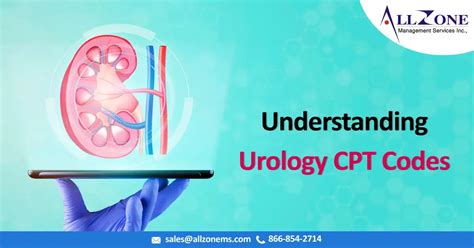 Comprehensive List Of Commonly Used Urology Cpt Codes