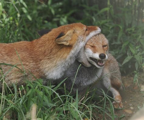 Fox Лиса Bite кусь кусь кусь живность Fandoms