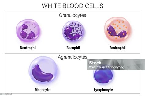 백혈구 백혈구 벡터의 유형입니다 과립구 호염기구 호중구 호산구 단핵구 및 림프구 혈액 세포 교육 의료 정보 단핵구에 대한 스톡 벡터 아트 및 기타 이미지 Istock