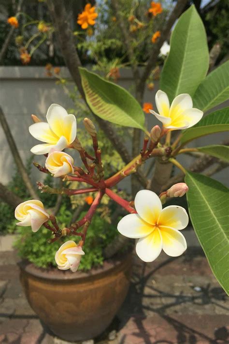 Potted Plumeria Tree