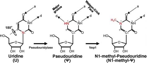 Common Nucleosides As Raw Materials For In Vitro Diagnosis