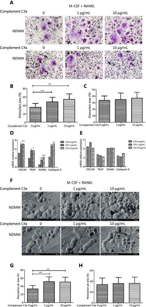 Complement C3a Significantly Promoted The Formation And Function Of
