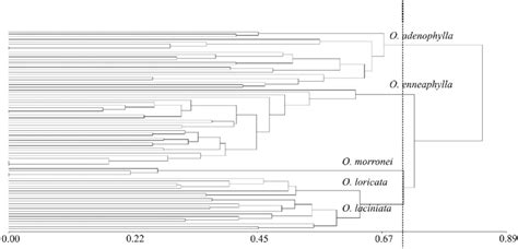 Phenogram Of Unweighted Pair Group Method Upgma Derived From Average Download Scientific
