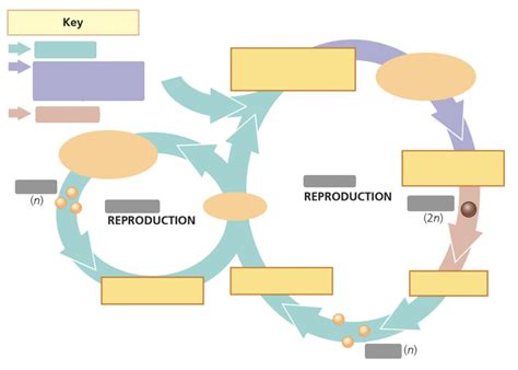 General Fungi Life Cycle Diagram Quizlet