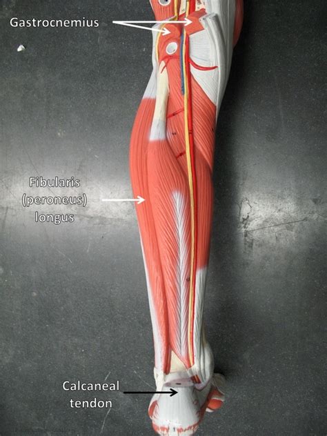 Leg Muscles Labeled