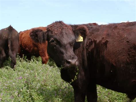 Hannah Jiang Insider