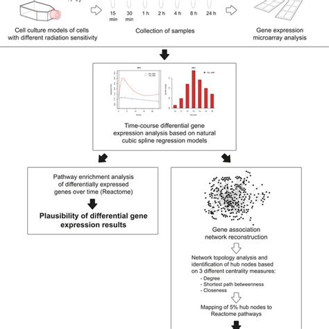 Schematic Workflow Of The Analysis Of Gene Expression Time Course Download Scientific Diagram