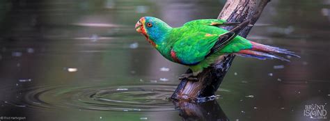 Bruny Island Tasmania Birdlife Swift Parrot Bruny Island Tasmania Birdlife Swift Parrot