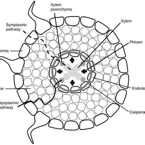 Schematic Cross Section Of A Root Similarly Shaped And Shaded Cells Download Scientific
