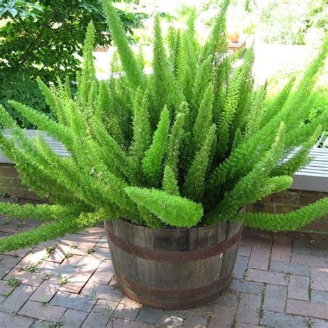 Foxtail Fern 4 Inch Pot Plantologyusa Indoor Plants Seeds Planters
