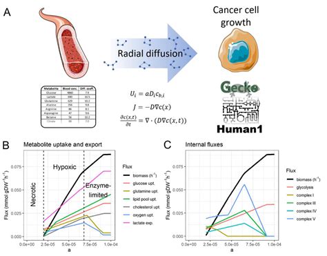 modeling cancer cell growth in the tumor microenvironment a modeling