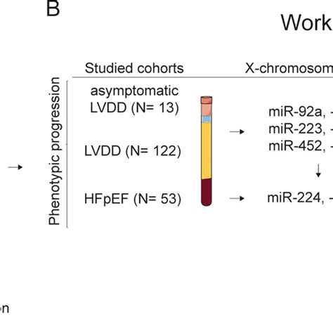 Hypothesis And Workflow Of The Study A This Study Hypothesized That Download Scientific Hypothesis And Workflow Of The Study A This Study Hypothesized That Download Scientific