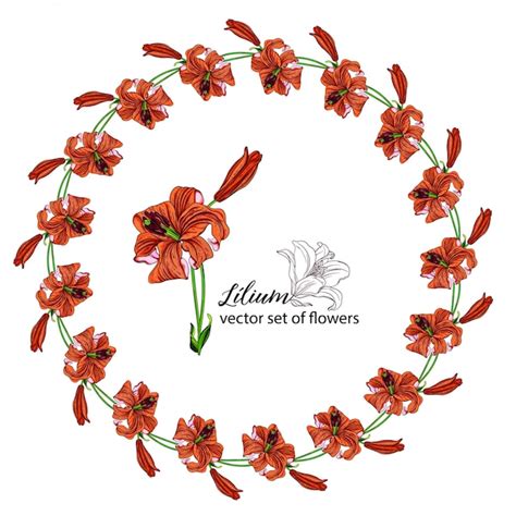 Grinaldas Florais Dos Botões De Flores Do Lírio Lírio Laranja Vetor Premium