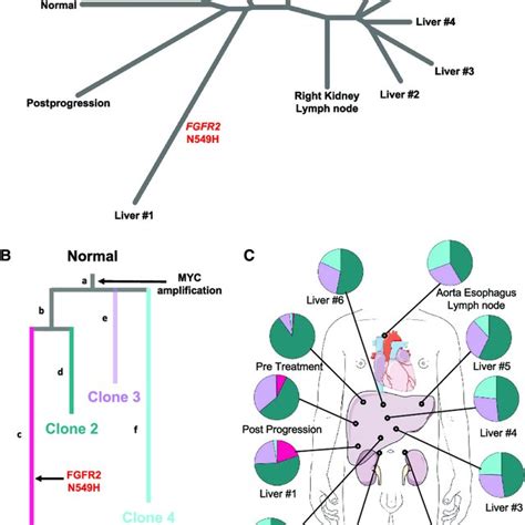 Pdf Tumor Heterogeneity And Acquired Drug Resistance In Fgfr2 Fusion Positive