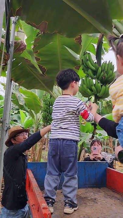 제주도에서 바나나따기 할수 있는곳 스위트몽키 바나나농장 스위트몽키 제주가볼만한곳 제주바나나 아이와함께 제주가족여행 제주핫플 제주여행 제주여행코스추천 제주