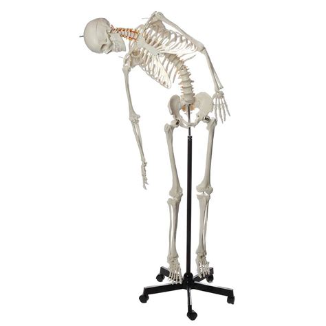 high quality human skeleton models for medical education and healthcare