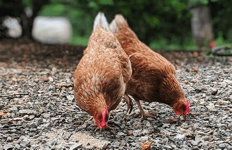 Cinnamon Queen All You Need To Know Chicken Fans