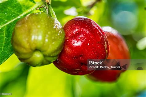 아세로라 과일 비타민 C의 풍부한 소스 물방울아세로라 나무에 아세로라 과일의 세부 사항 건강관리와 의술에 대한 스톡 사진 및 기타 이미지 Istock