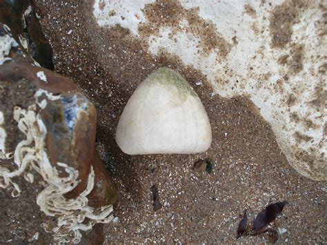 Uk Fossil Collecting