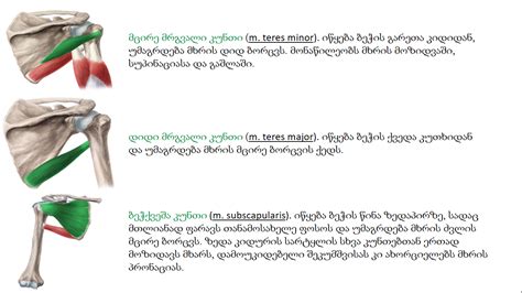 🔵ზემო კიდურის სარტყლის კუნთები Sternocleidomastoideus