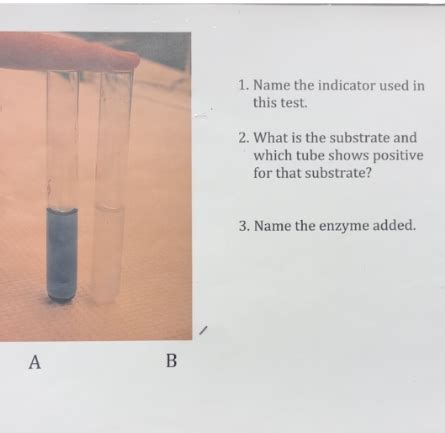 Lab Exam 3 Flashcards Quizlet Lab Exam 3 Flashcards Quizlet