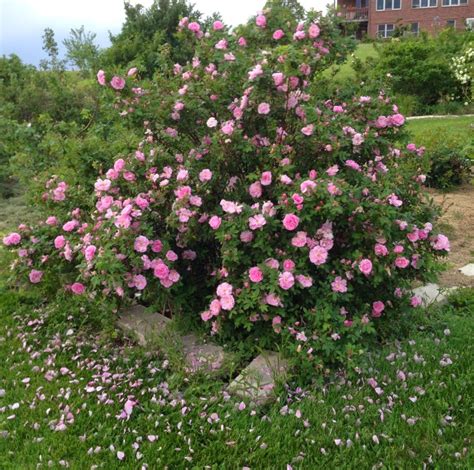 Garden Musings: Early Lead for Therese Bugnet