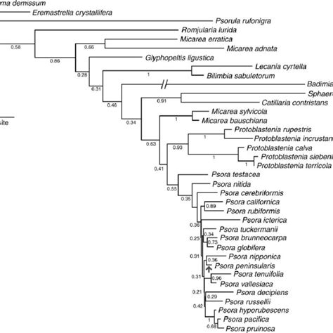 Extended Majority Rule Consensus Tree With Average Branch Lengths And