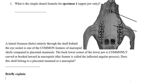 Solved What Is The Simple Dental Formula For Specimen 1 Upper Jaw