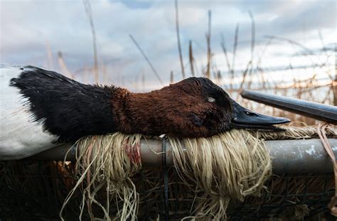Canvasback Recipe Canvasback Duck Recipe A Great Table Fare Sitka Gear