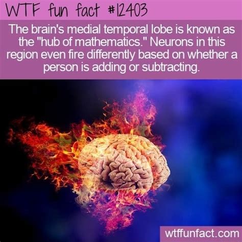 Wt Fun The Brains Medial Temporal Lobe Is Known As The Hub Of Mathematics Neurons In This