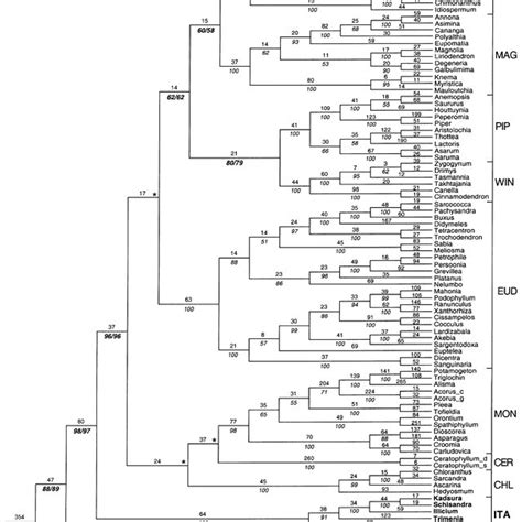 Simplified Presentation Of Strict Consensus Trees Of The Shortest Trees