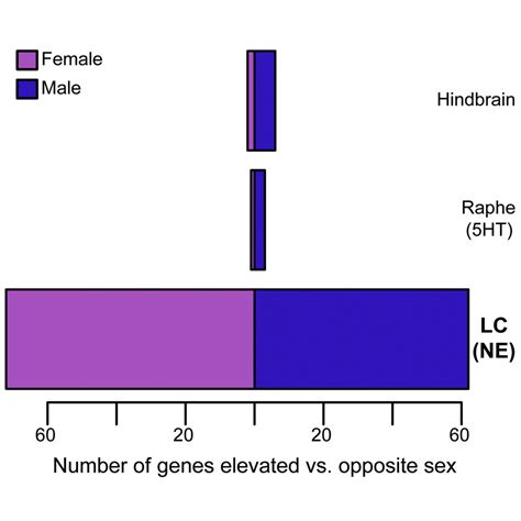 Molecular And Functional Sex Differences Of Noradrenergic Neurons In