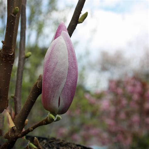 Magnolie 'Satisfaction' | Native Plants Pflanzenversand