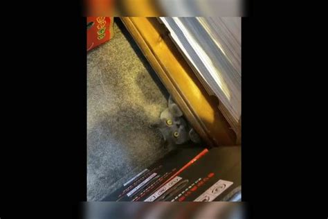 猫咪藏在沙发下露出个头和主人大战，施展传说中的喵喵拳，真是大开眼界 喵喵 个头 大战
