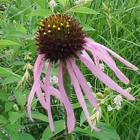 Echinacea Simulata Glade Coneflower Sugar Creek Gardens