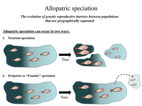 Ppt Speciation Powerpoint Presentation Id 3096322