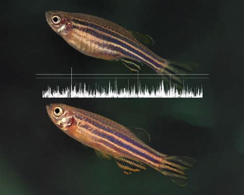 Genes To Genomes A Blog From The Genetics Society Of America