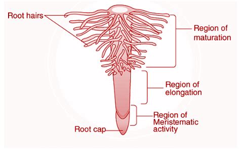 Tap Root System Agriculture Notes