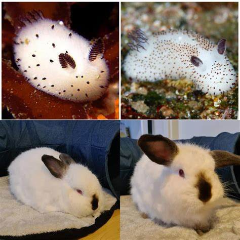 My Bunny Is A Sea Bunny Rrabbits