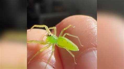 Meet This Tiny Green Spider With The Cutest Googly Eyes Inspiremore