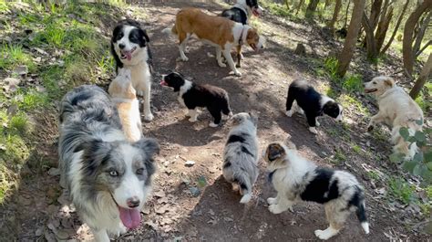Rocking R Border Collies added... - Rocking R Border Collies