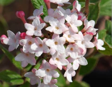21 Types Of Viburnum Shrubs Trees And Hedges With Pictures Mississippi Greens