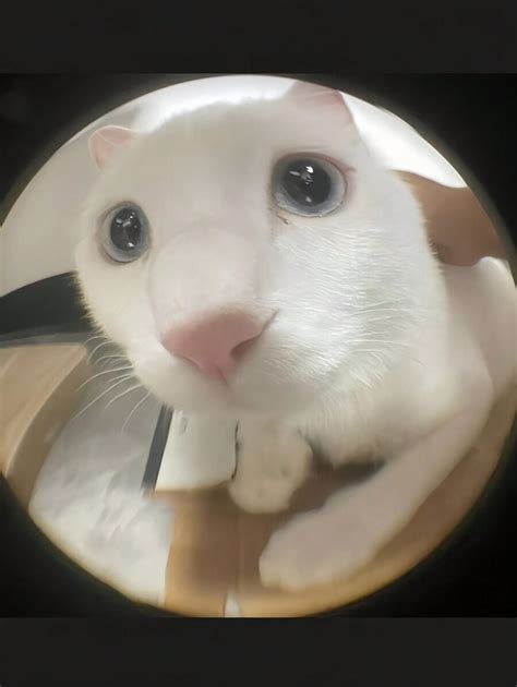 1 Set Of 3 In 1 Camera Lens Clip With Wide Angle Macro Fisheye Lens And