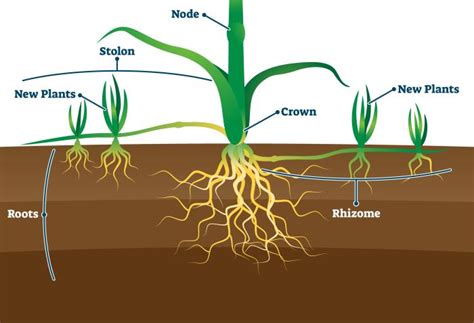 How Deep Do Grass Roots Grow