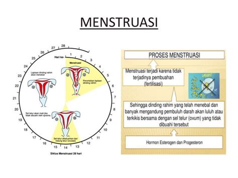 Pendidikan Sex Sejak Dini Usia 9 12 Tahun Pptx