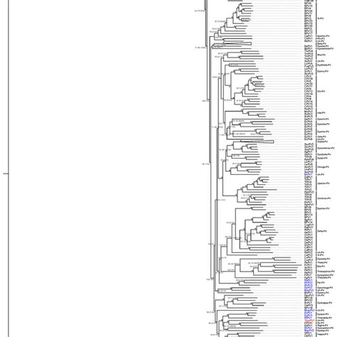 Phylogenetic Tree Of The Concatenated E1 E2 L2 And L1 Pv Genes The