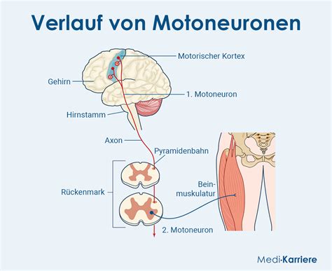 Motoneuron Aufbau Und Funktion